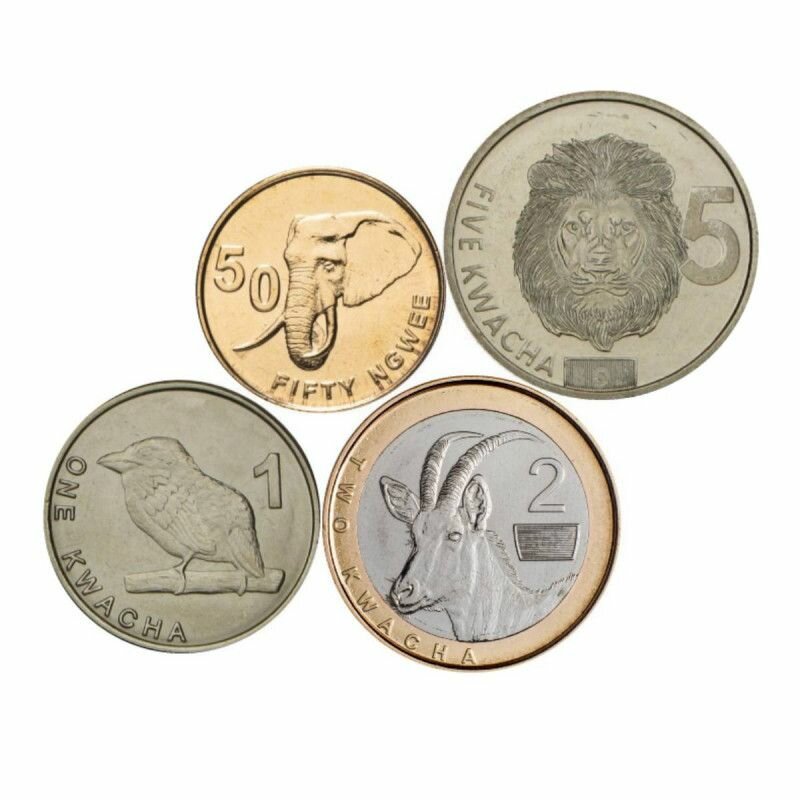 Набор 4 монеты Замбии 50 нгве, 1, 2 и 5 квача 2024 г. Фауна