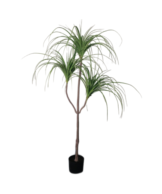 Драцена 160 см