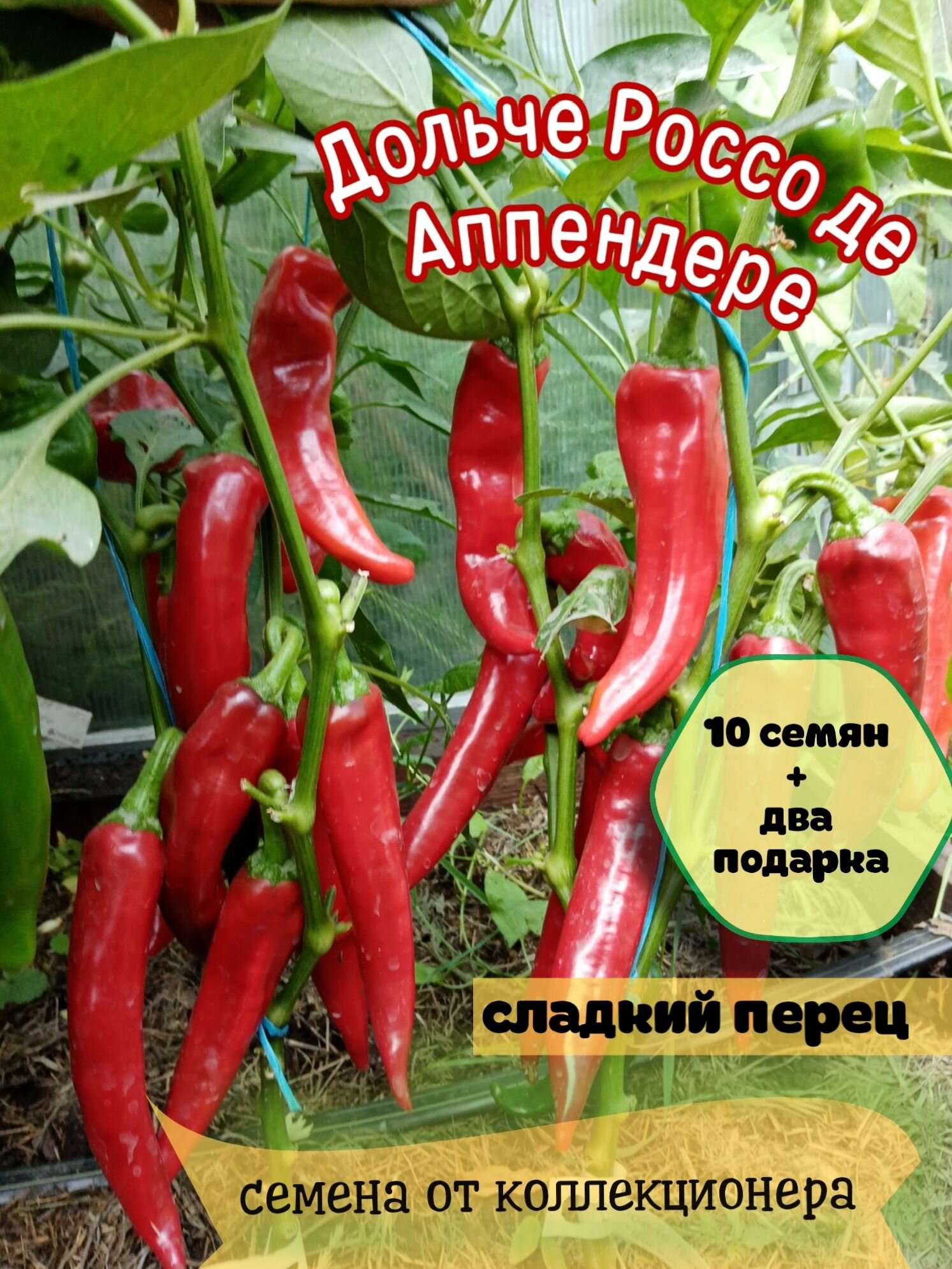 Перец сладкий "Дольче Россо де Аппендере", родом из Италии, редкий коллекционный сорт