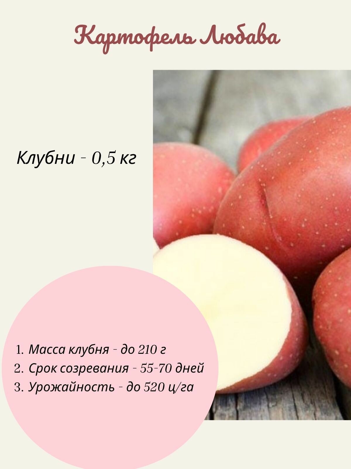 Картофель красный Любава 0,5 кг на посадку