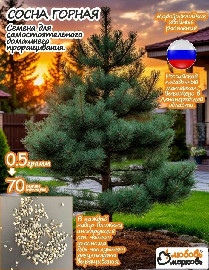 Семена, Сосны Горной, 0,5 грамм