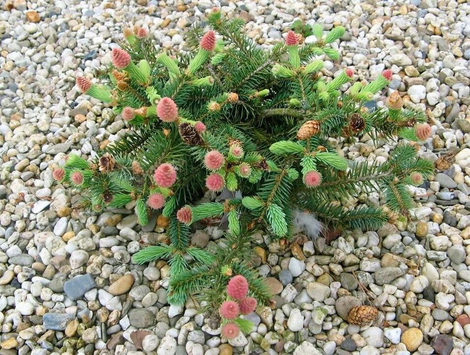 Ель колючая Эрли Конес (Picea pungens Early Cones), с3, молодая прививка, 1 год