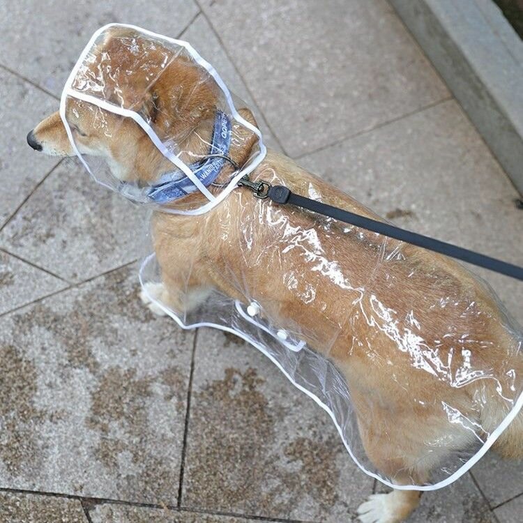 Одежда для животных — фото 1