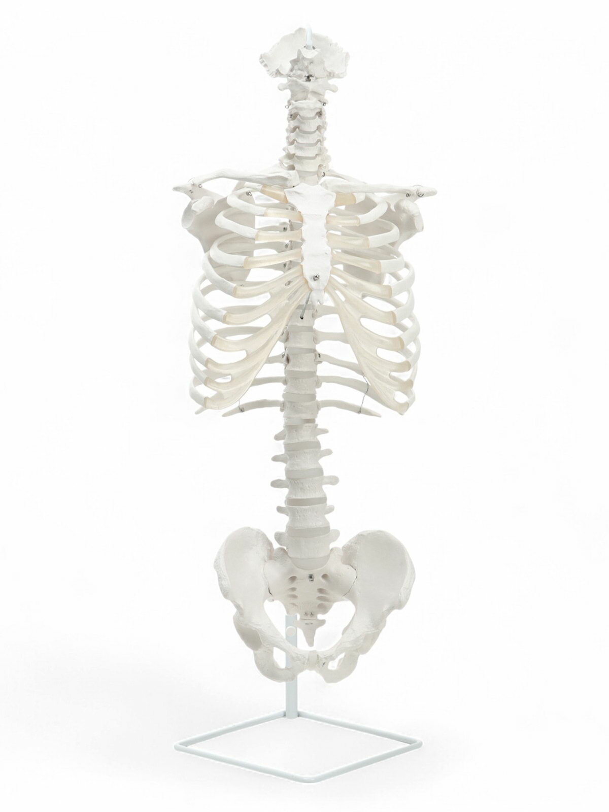 Анатомическая модель "Поясничный отдел позвоночника, тазобедренный сустав", 40 см