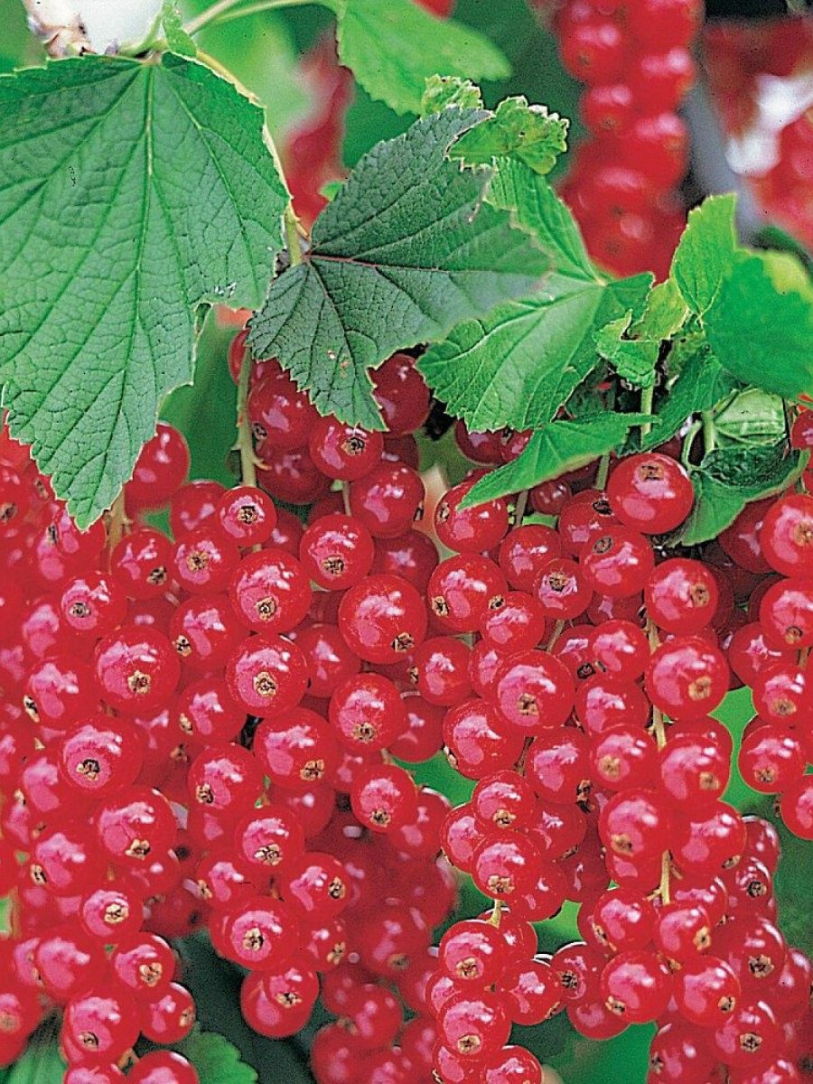 Смородина красная Мармеладница 2 шт / многолетний, морозостойкий сорт