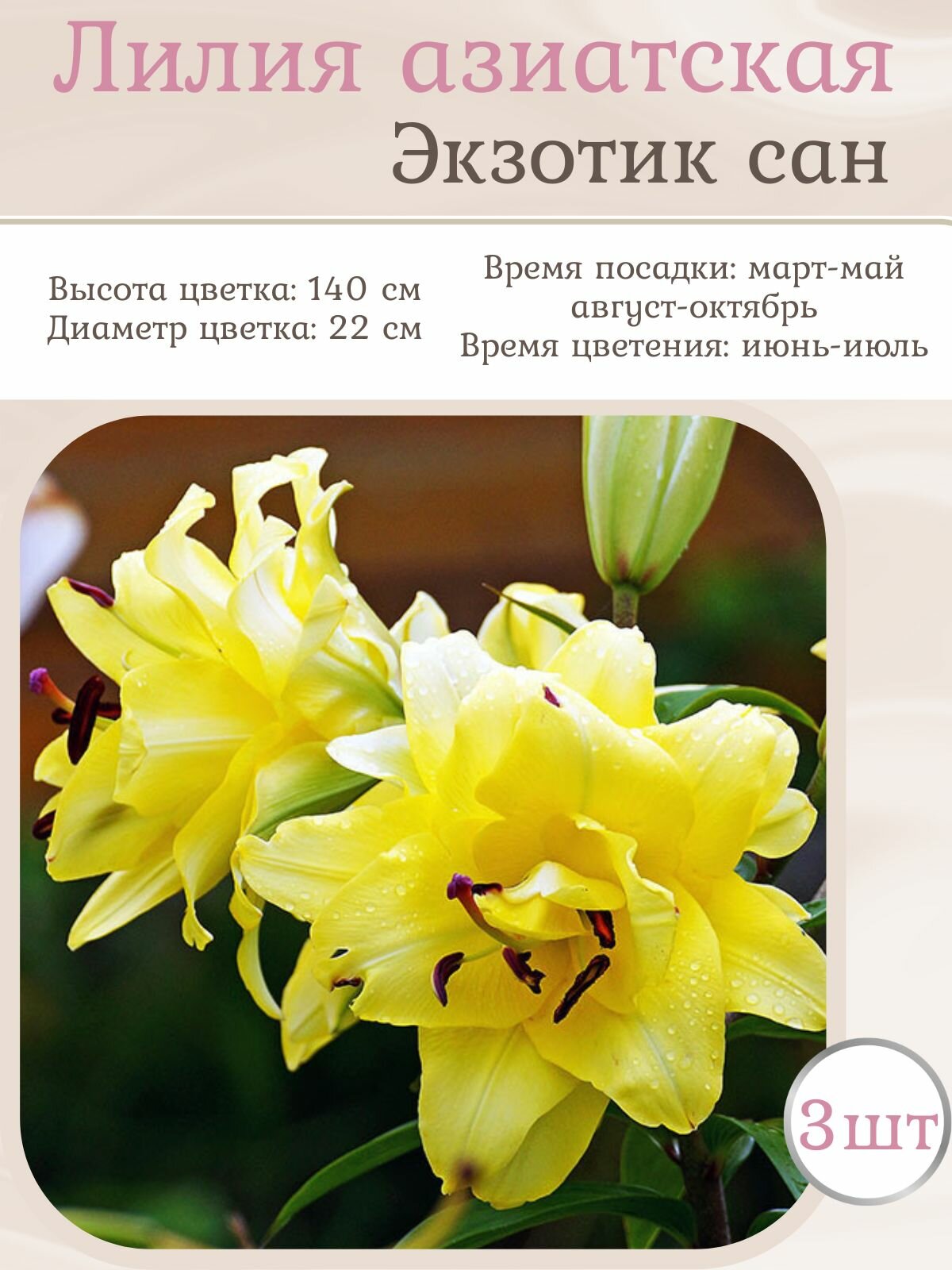 Лилия Азиатская, многолетние цветы, луковицы 3 шт
