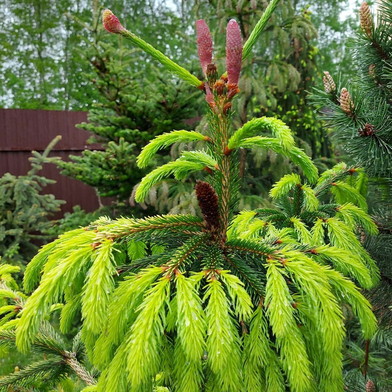 Ель обыкновенная Акракона Еллоу, молодая прививка24г