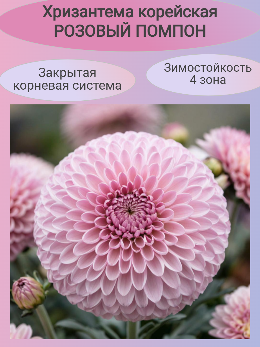 Хризантема корейская Розовый помпон