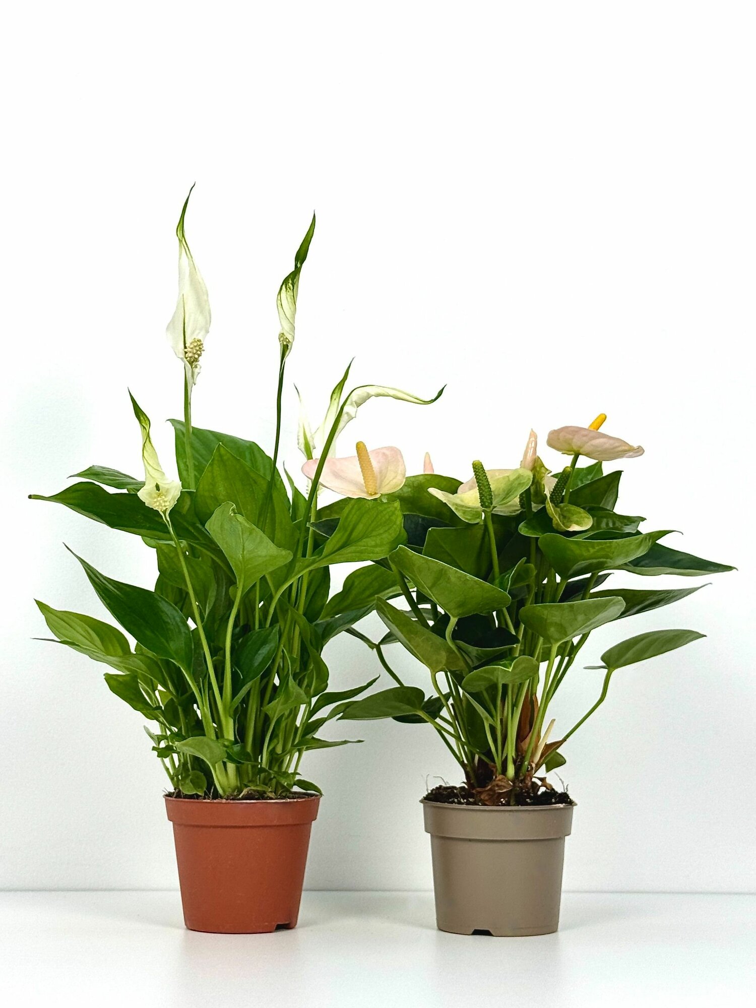 Набор 2 растения Спатифиллум Антуриум Розовый в горшке D9 (живые растения)