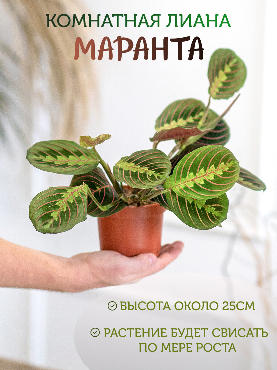 Geo Glass: Маранта домашняя , живое растение для дома и офиса , цветок марант