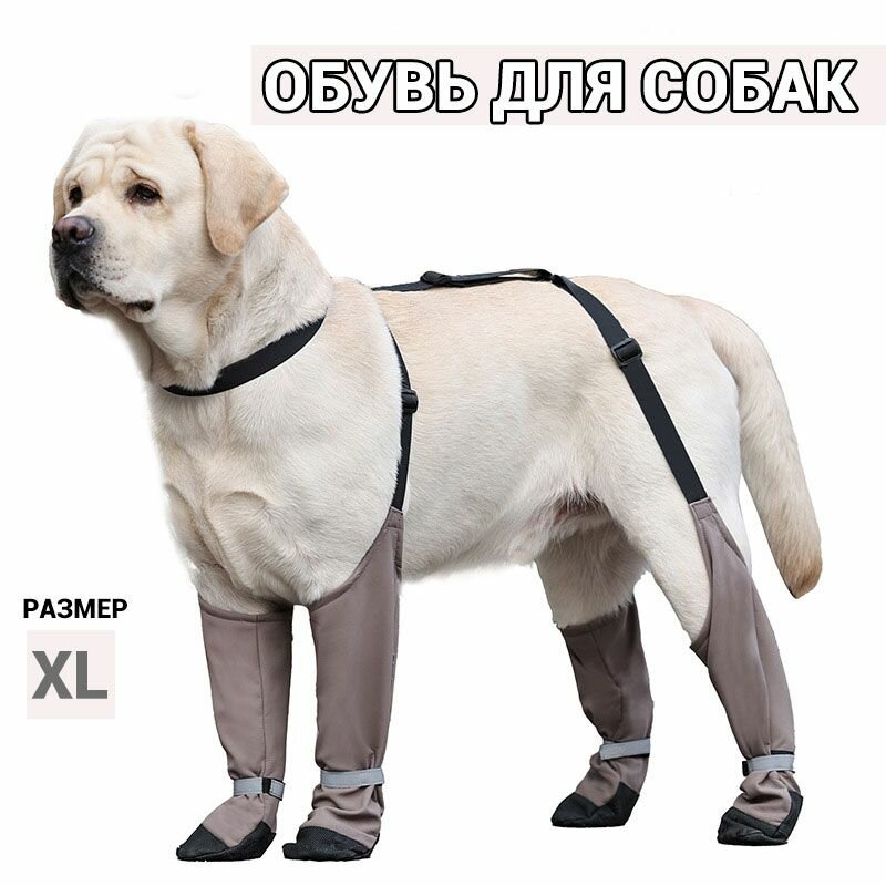 Обувь для собак