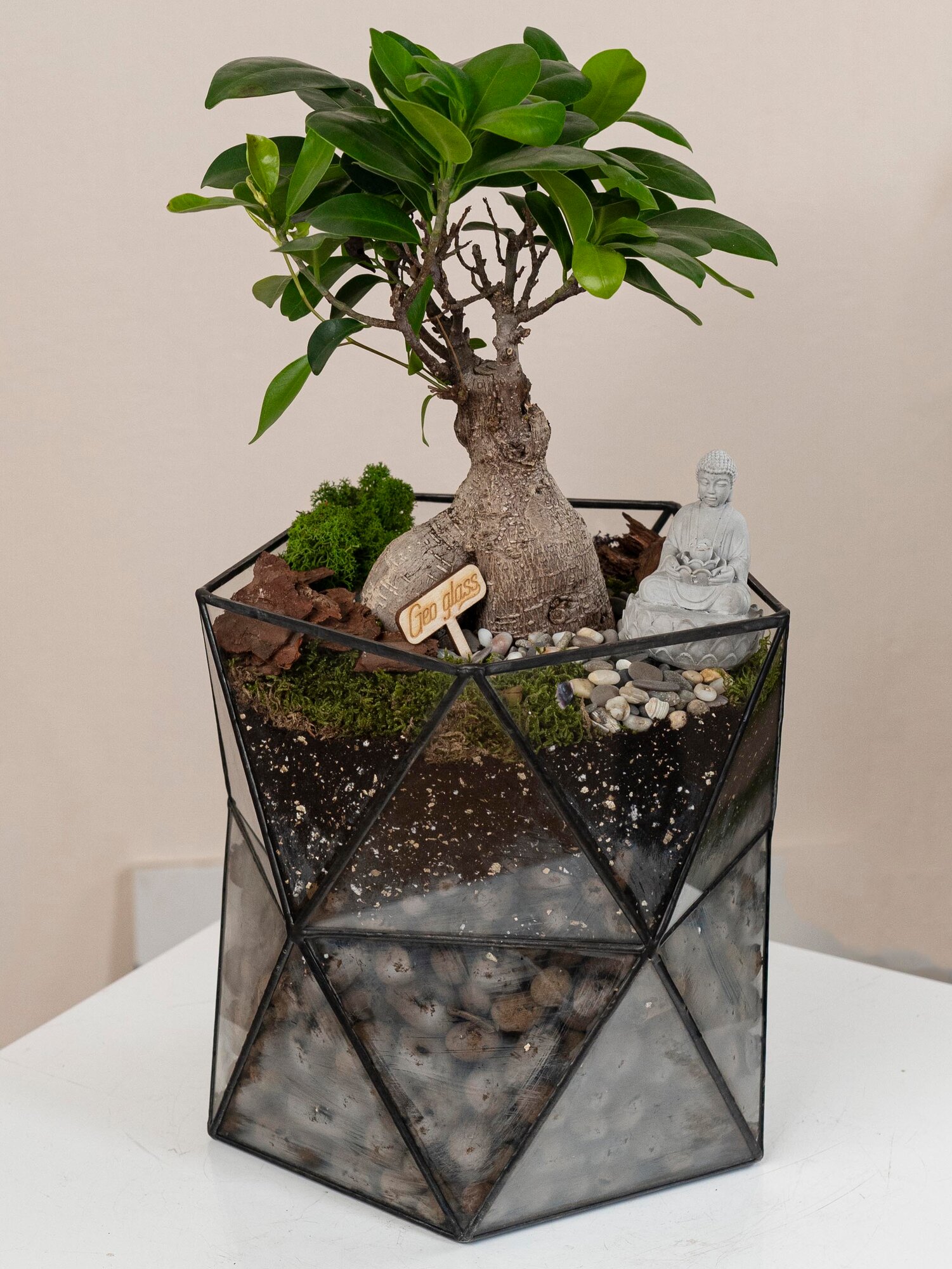 Geo Glass: Фикус микрокарпа , дерево живое в стеклянном кашпо ручной работы 40-45 см