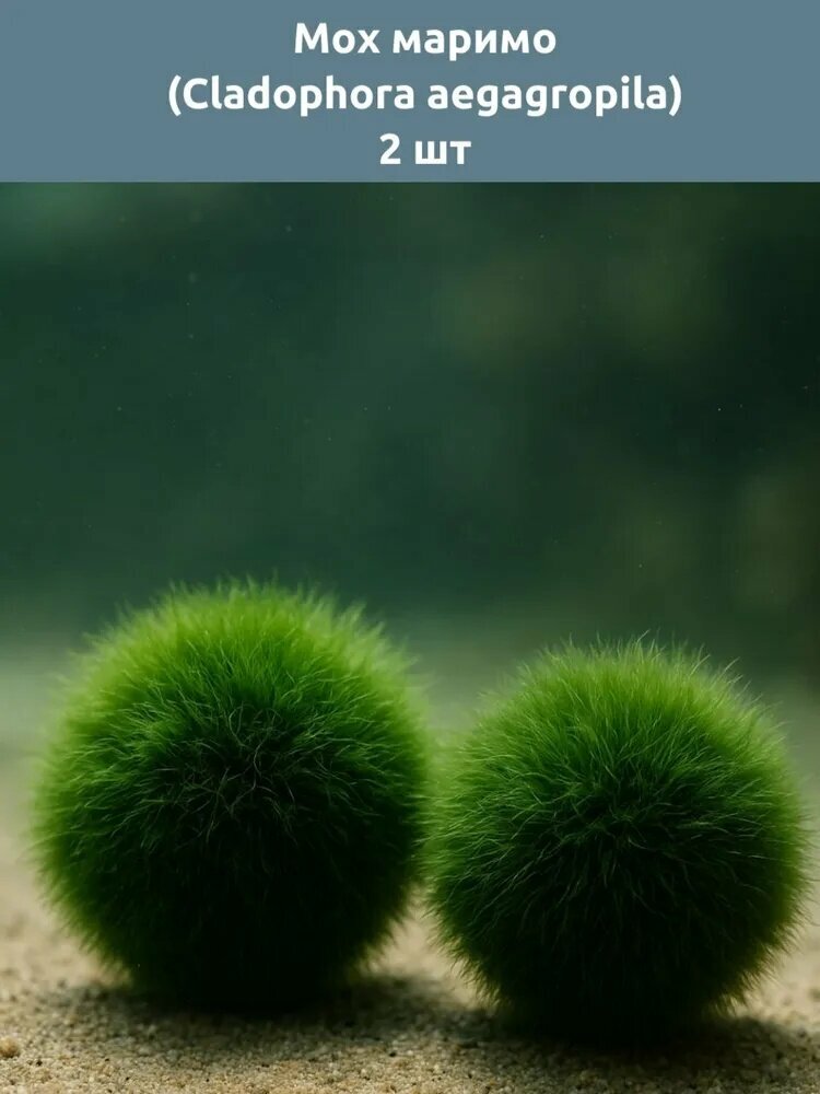 Кладофора шаровидная мох маримо (Aegagropila linnaei) 2-4см 2шт.