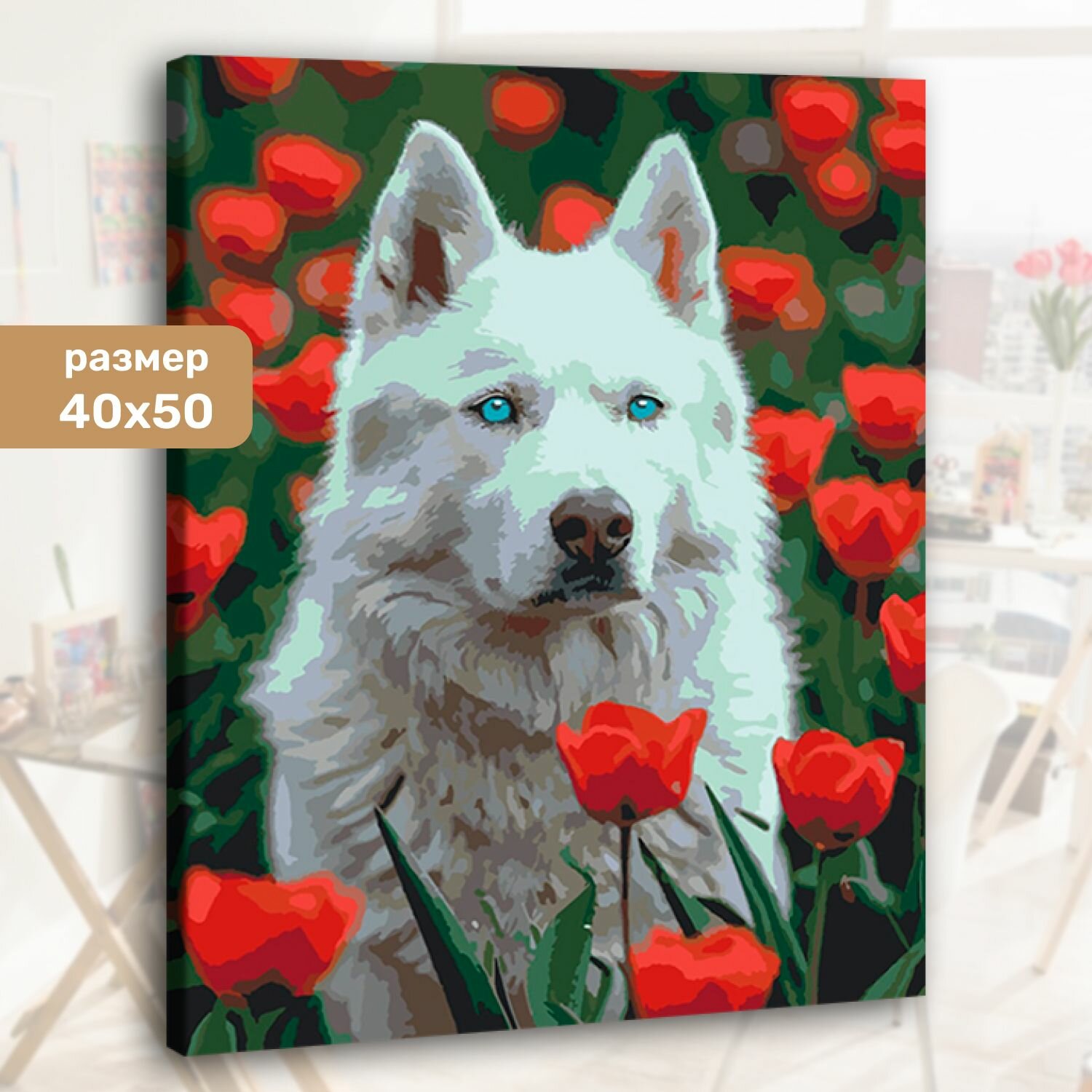 Картина по номерам на холсте с подрамником 40х50, хаски белая в цветах