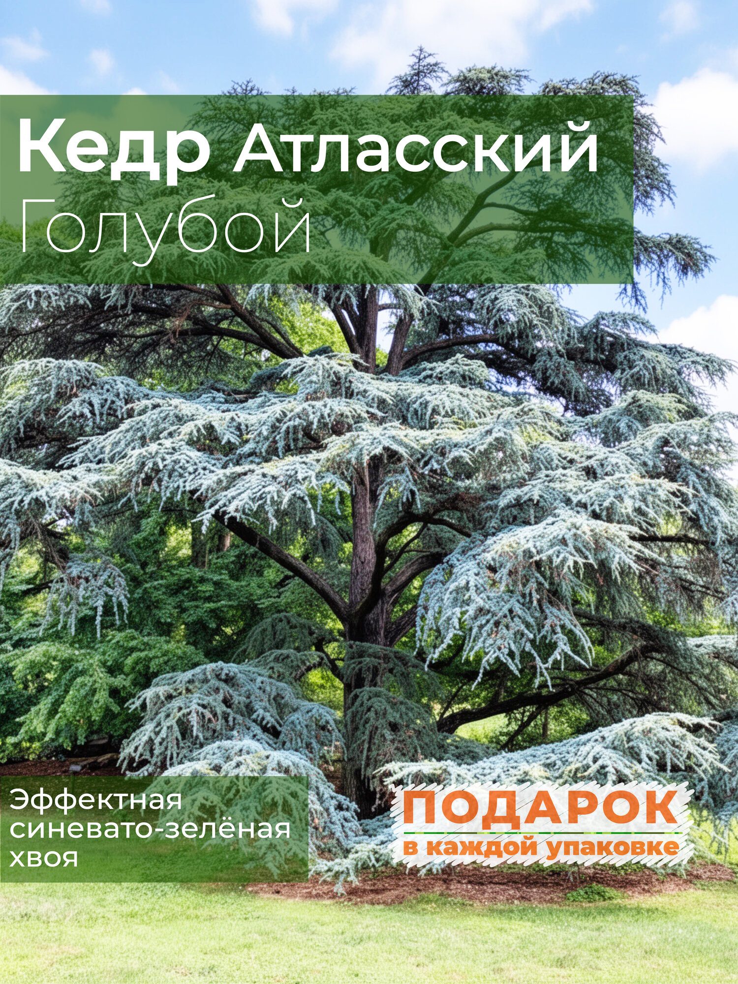 Кедр Атласский Голубой, Семена, 10 шт, семена хвойных растений