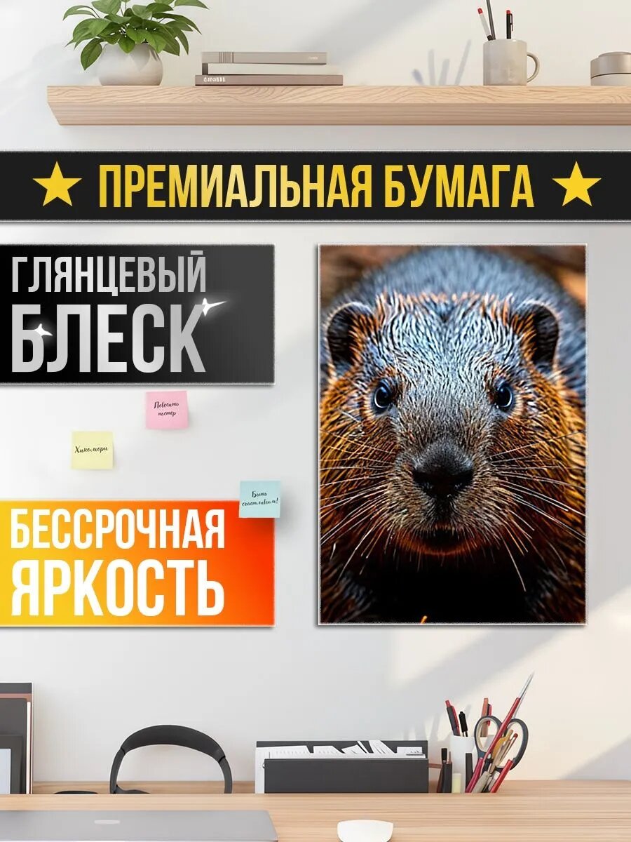 Постер на стену Бобр — фото 1