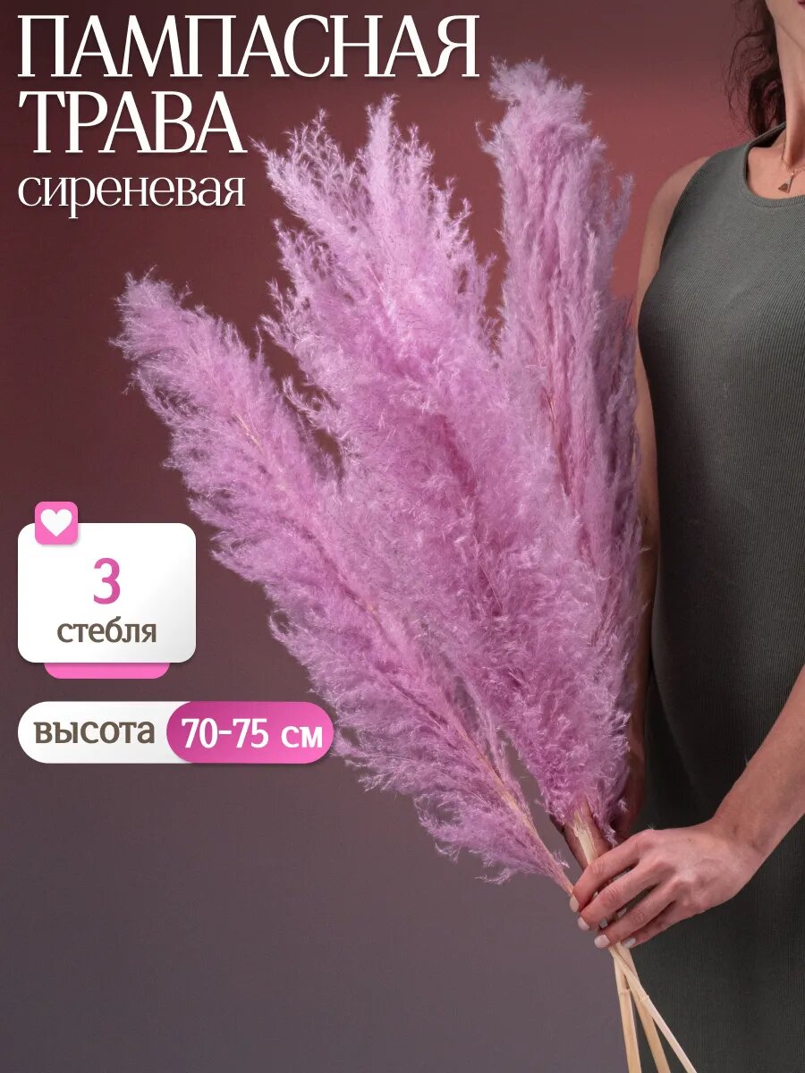 Пампасная трава сиреневая 3 шт сухоцветы для декора