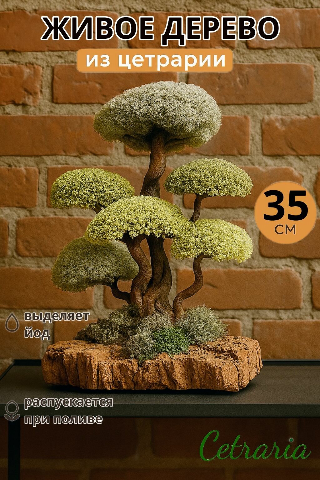 Дерево из исландского мха Цетрарии 35 см. Сухоцвет