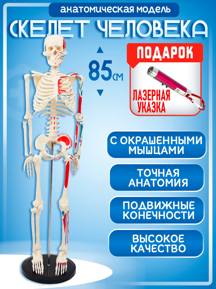 Анатомическая модель скелет человека 85см с мышцами на подставке, лазер с фонариком на карабине в комплекте