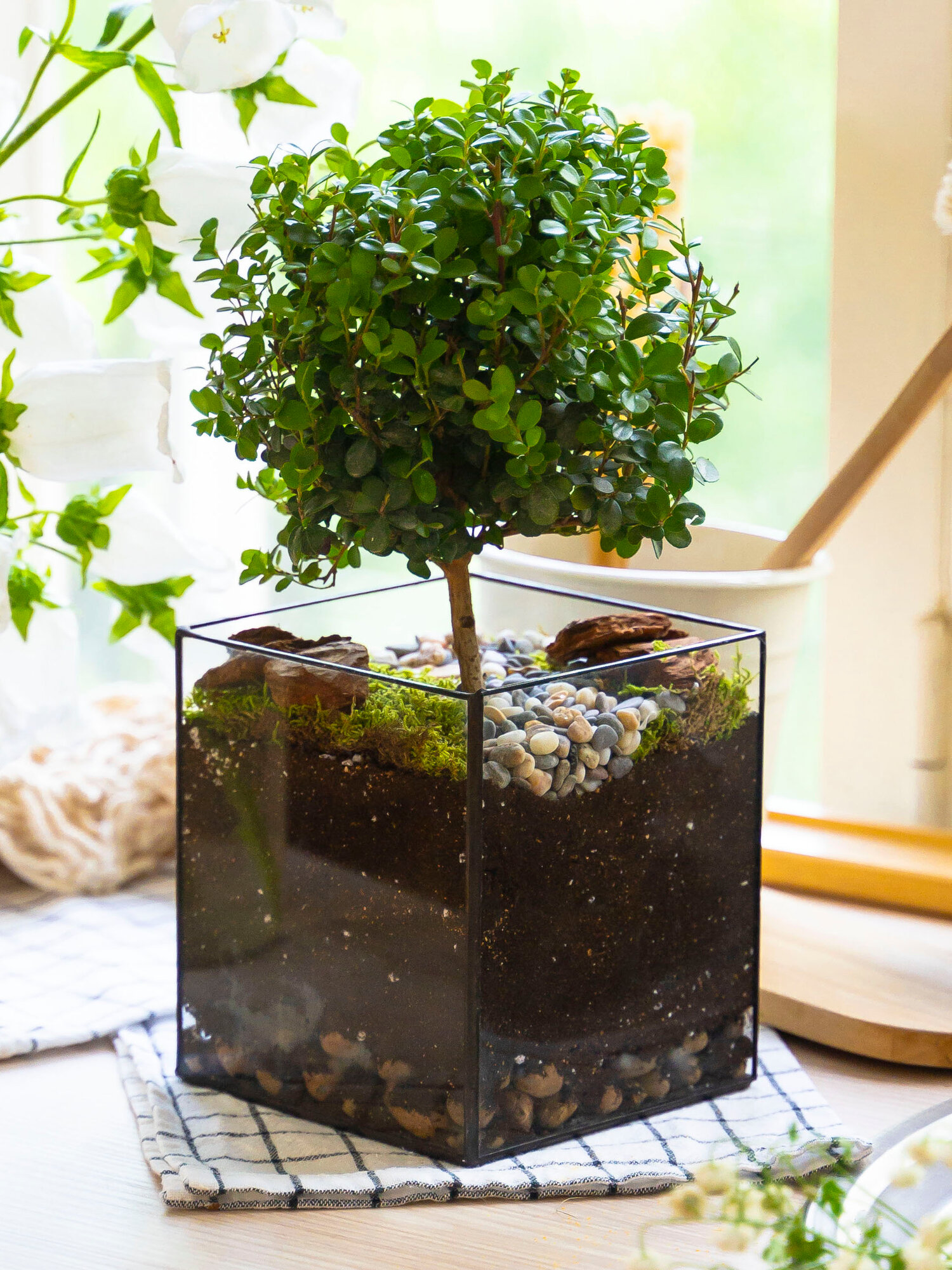 Geo Glass: Мирсина африканская , дерево бонсай в прозрачном кашпо, 30-35 см