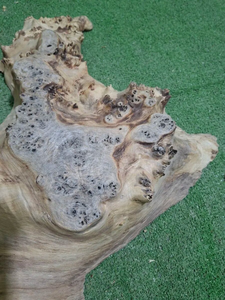 Слэб массив каповый тополь (600-480-70мм)