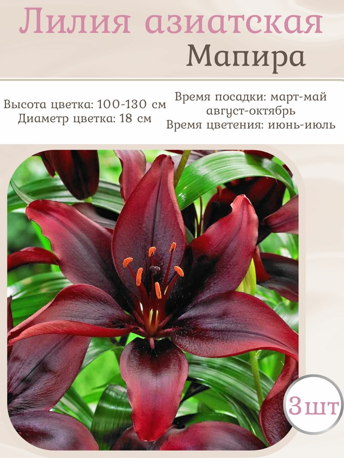 Лилия Азиатская, многолетние цветы, луковицы 3 шт