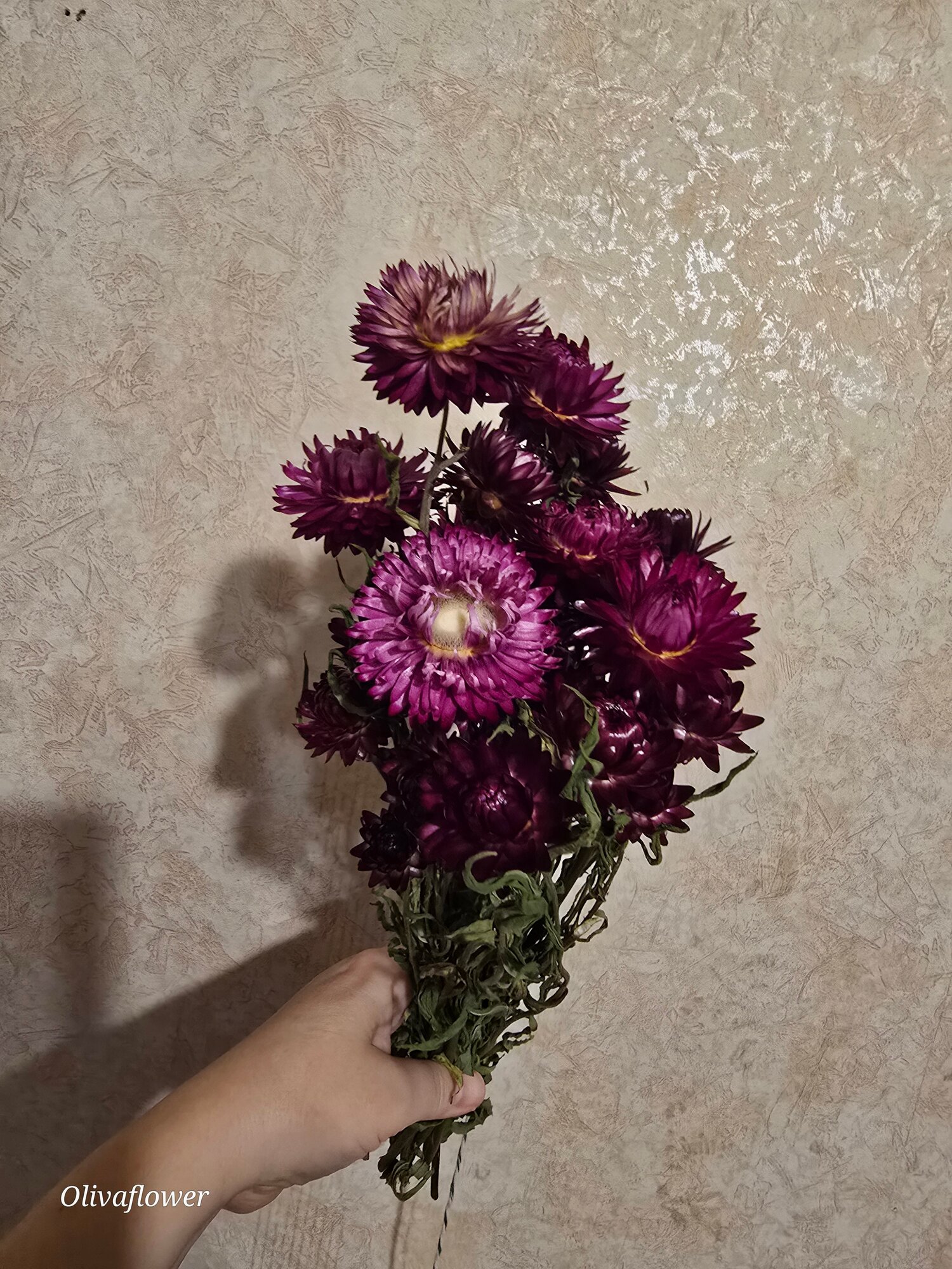 Гелихризум на стеблях сухой