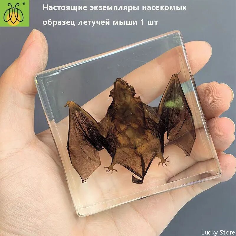 Коллекционирование насекомых: настоящие образцы насекомых, летучая мышь, 1 шт.