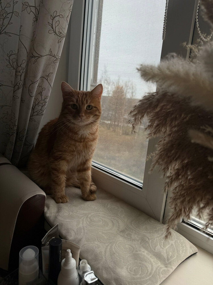 Лежанка 25*65 для кошек на подоконник , пол (антискользящая)