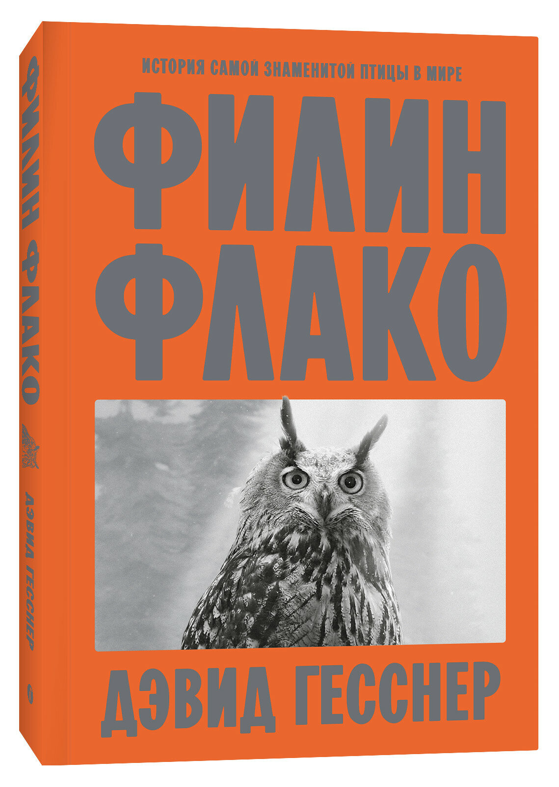 Филин Флако: История самой знаменитой птицы в мире