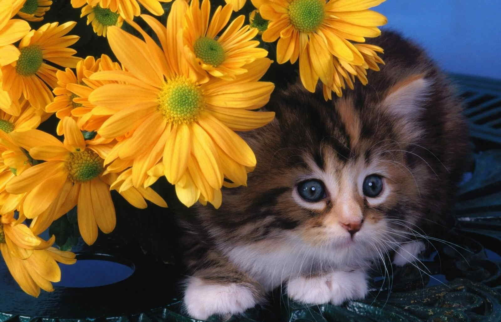 Алмазная картина Котенок за цветами 40х50 см с подрамником YSG3795 с 8 лет