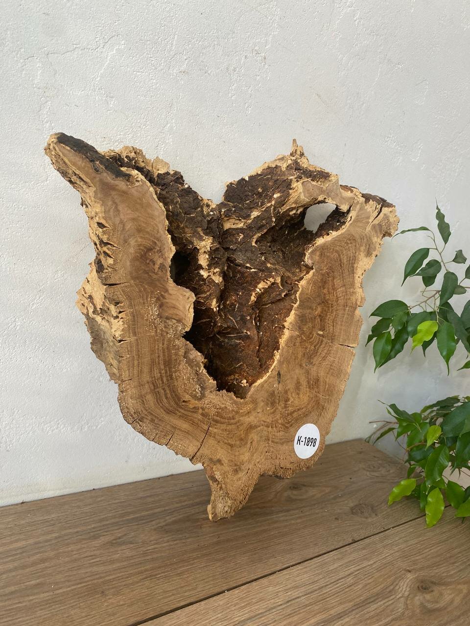 Спил дуб . Габаритные размеры 43х47х10 см. Шлифованный с 2-х сторон. артикул к1898