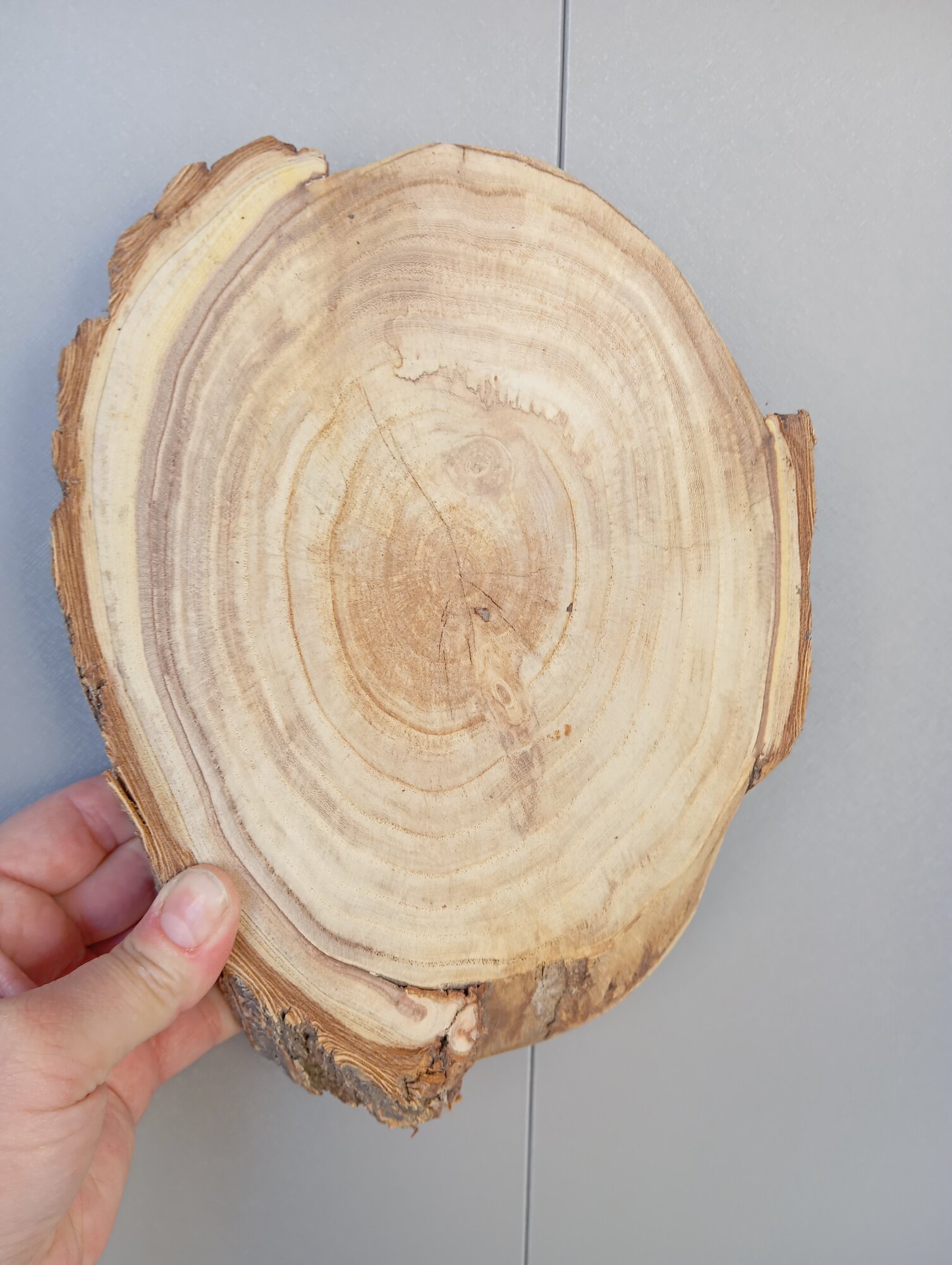 Спил дерева карагач, заготовка 20*15*3,0см