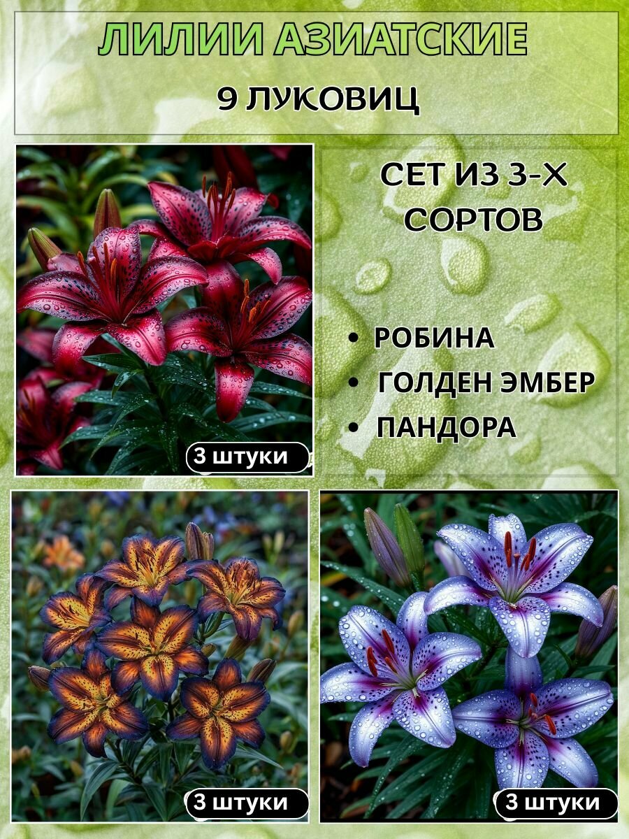 Лилии азиатские, сет из 3-х сортов, луковицы 9 штук