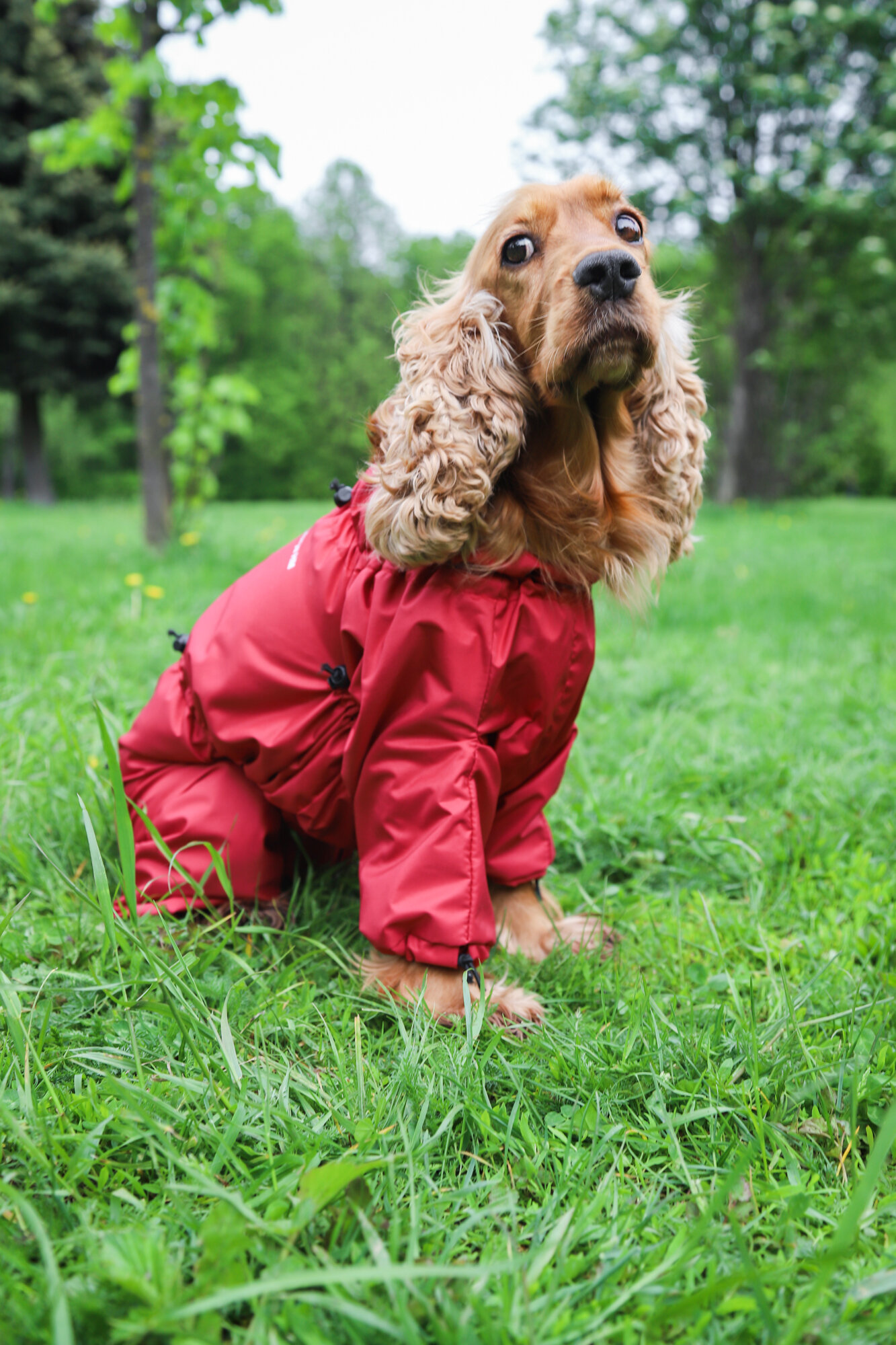 Комбинезон-дождевик Morya HM для собак, водонепроницаемый, размер 42, цвет бордо для кокер спаниеля