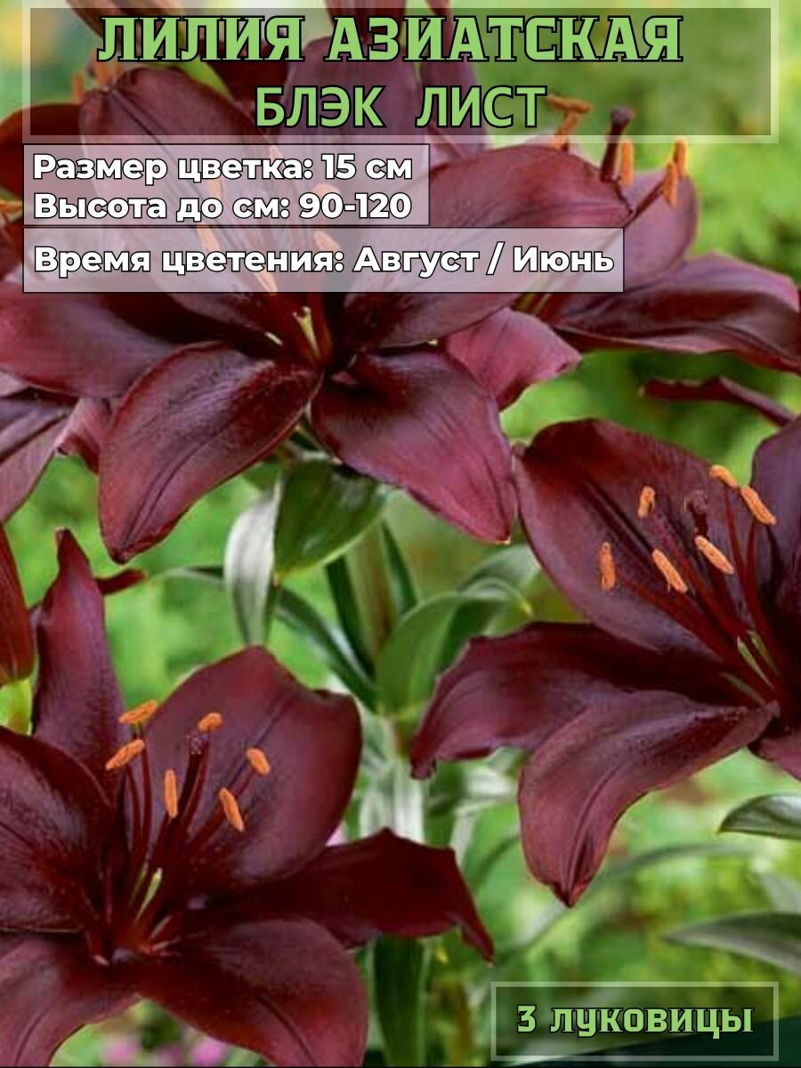 Лилия азиатская Блэк лист, 3 луковицы