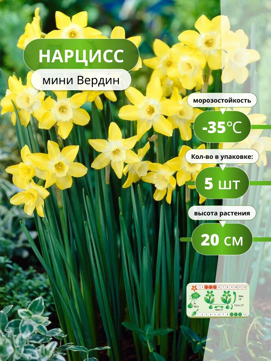Нарцисс мини Вердин 5 луковиц / нарциссы луковицы многолетние