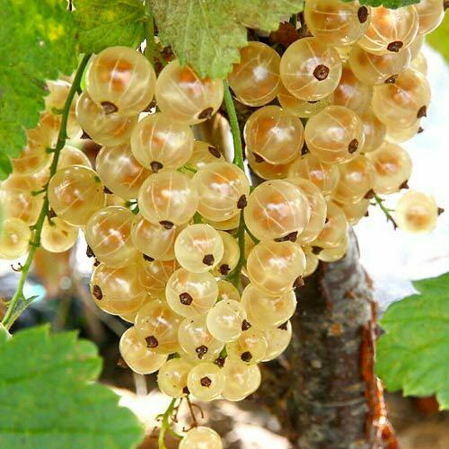 Смородина белая Императорская / 2 шт смородины, морозостойкий многолетник