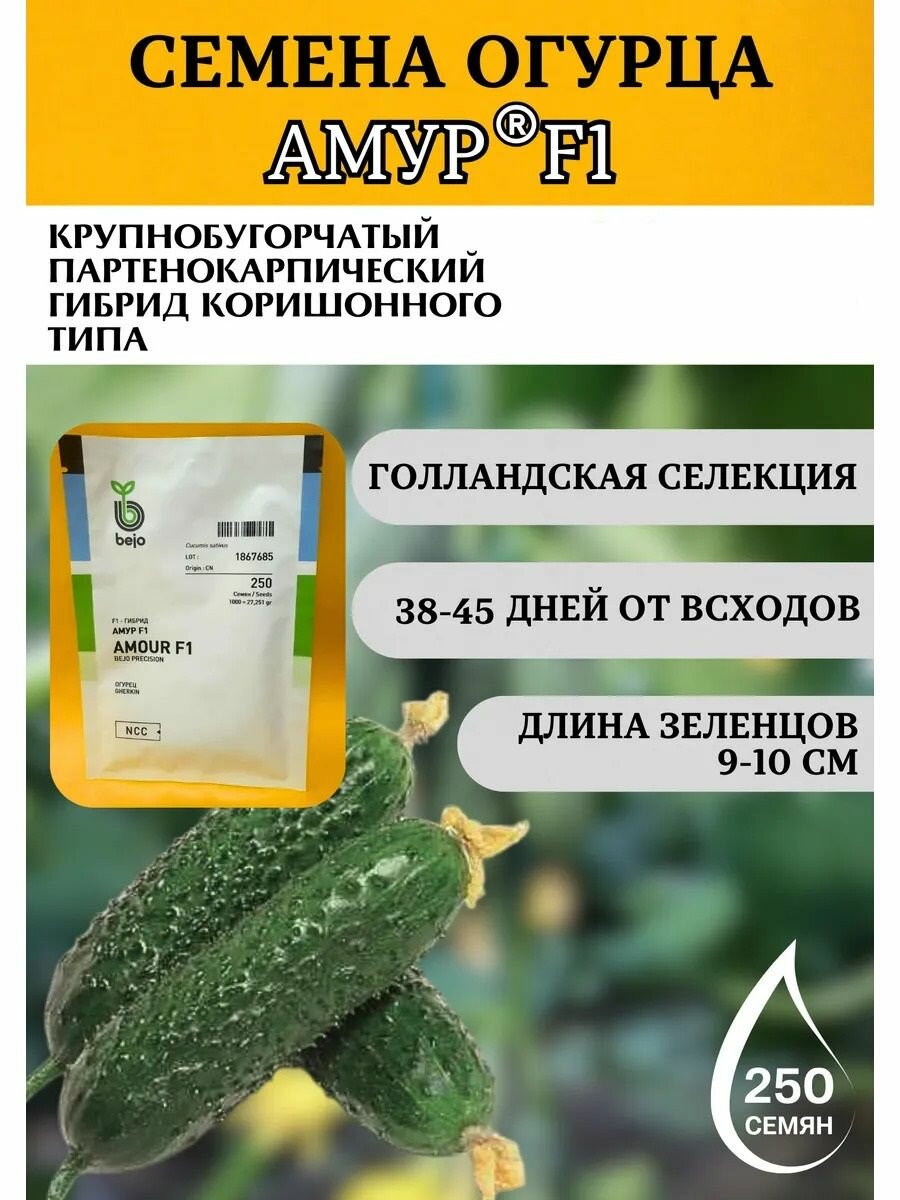 Семена огурца Bejo Амур F1, раннеспелые для открытого грунта, 250 семян