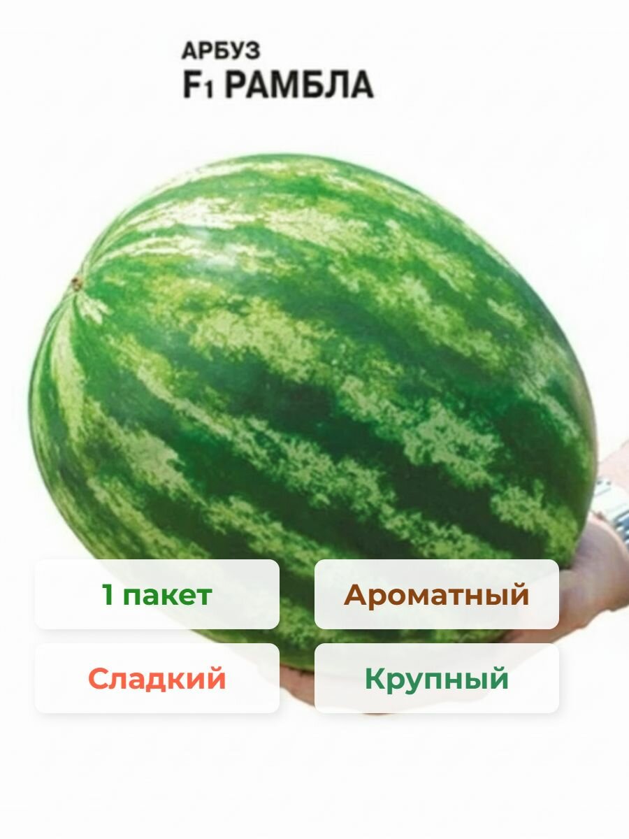 Семена Арбуз Рамбла F1 Семко 1пакет