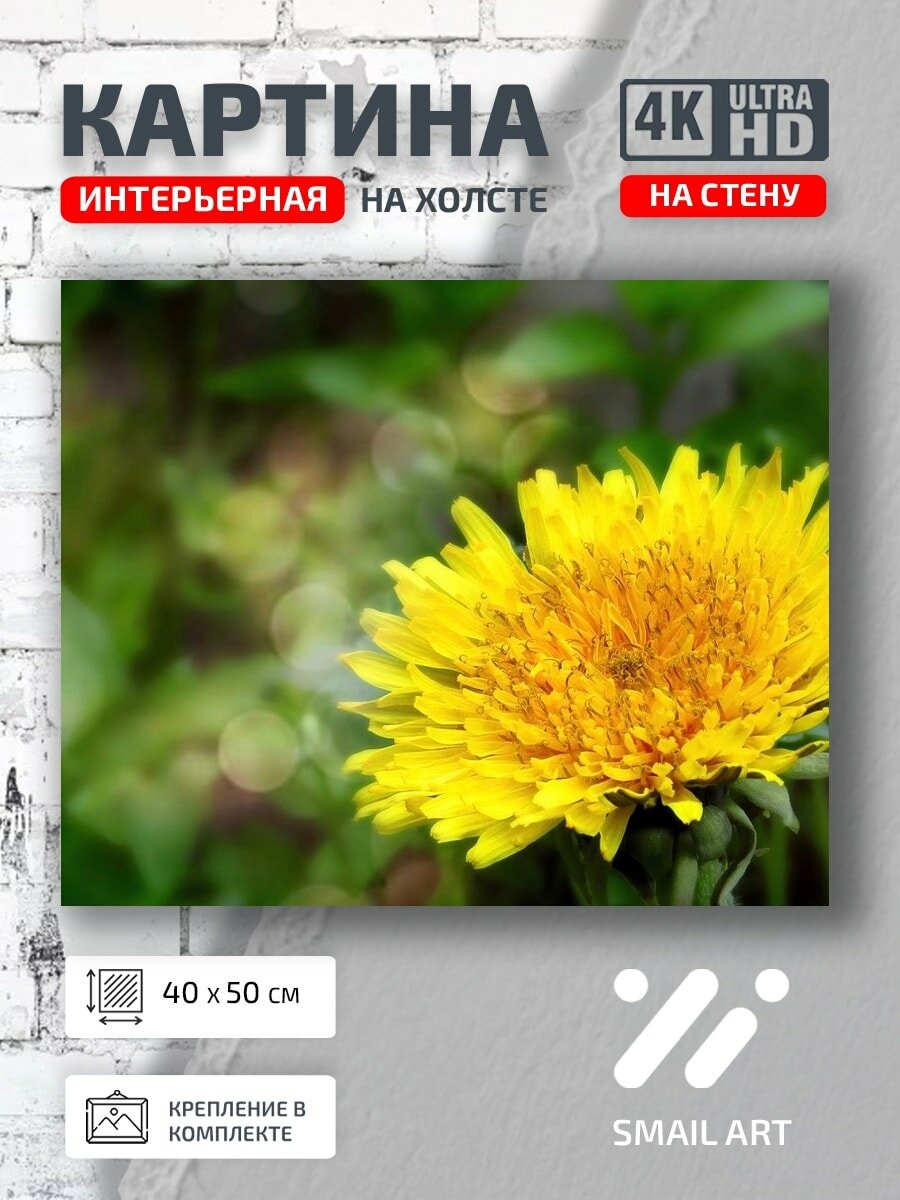 Картина на холсте интерьерная 40 на 50 на стену Макро Одуванчик для гостиной атмосфера