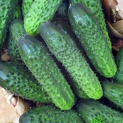 Коллекционные семена огурца Берендей F1