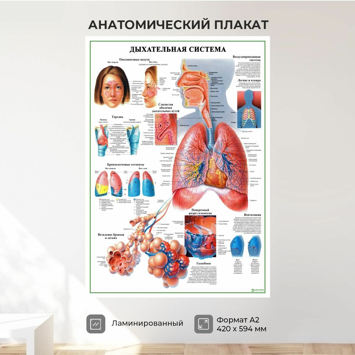 Обучающий медицинский плакат анатомия Дыхательная система А2