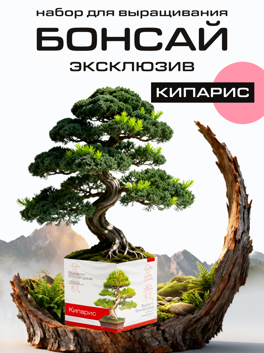 Набор для выращивания растений "Вырасти бонсай дома. Кипарис", в подарочной коробке