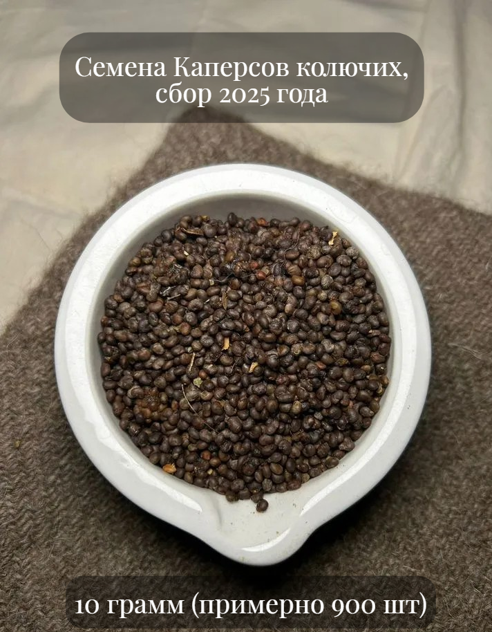 Семена Каперсов колючих, 10 грамм (примерно 900 шт)