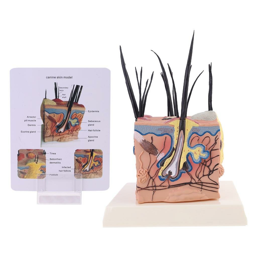 Анатомическая модель кожи собаки, красный