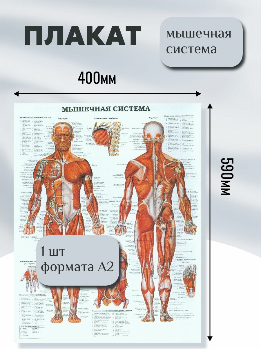 Плакат А2 "Анатомия человека постер Мышцы"