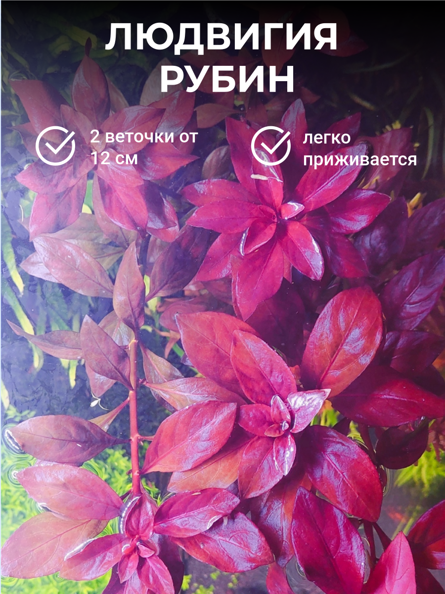 Людвигия Рубин 2 веточки от 12 см
