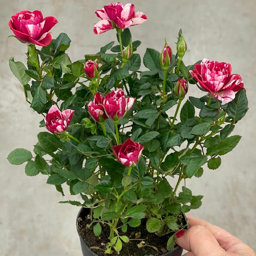 Роза махровая комнатная, семена