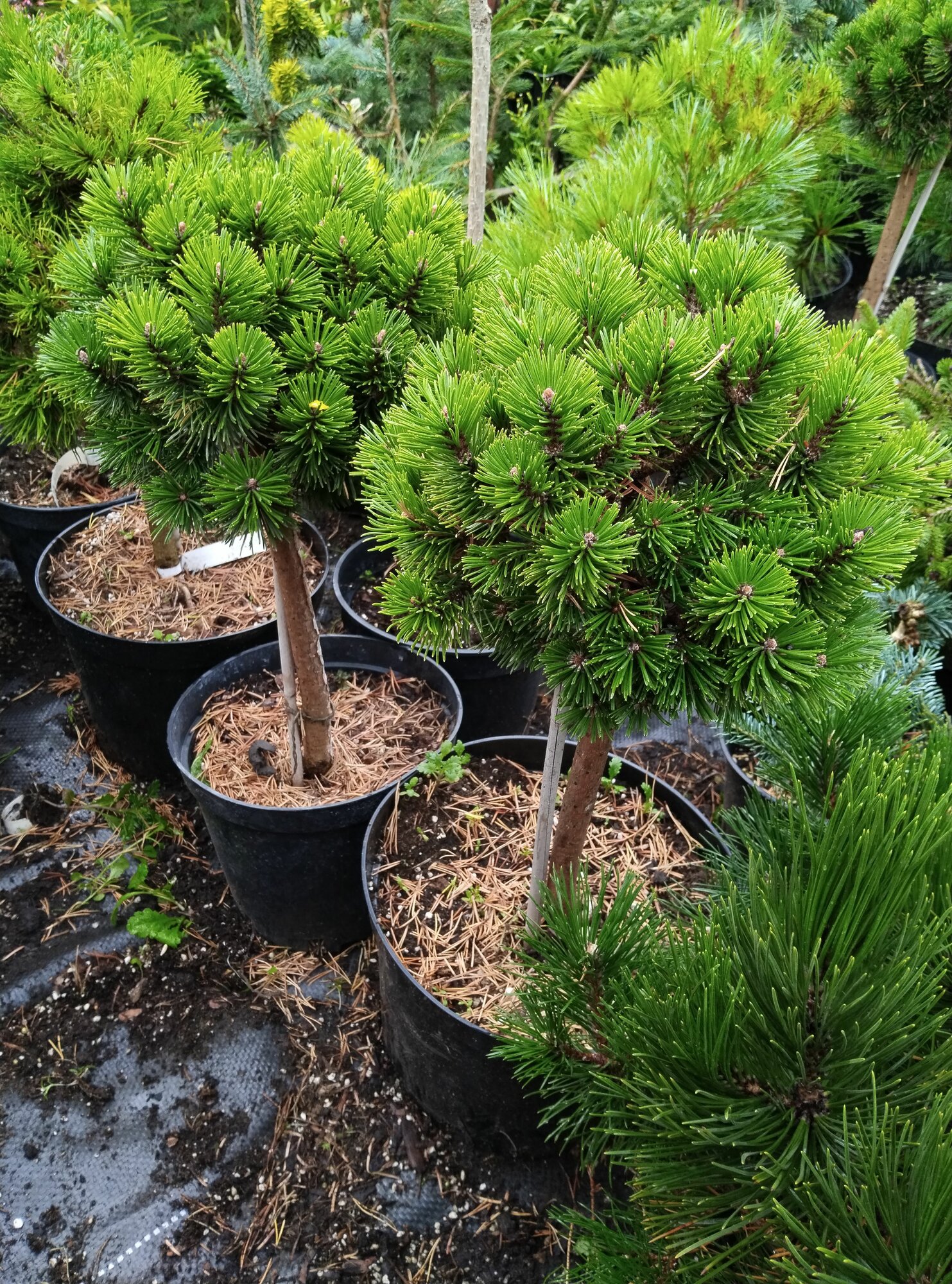 Сосна горная Хампи , штамб, с5